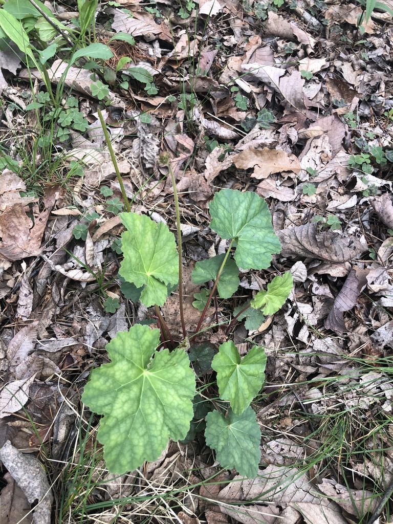 alumroots from Lula Lake Rd, Lookout Mountain, GA, US on April 4, 2020 ...