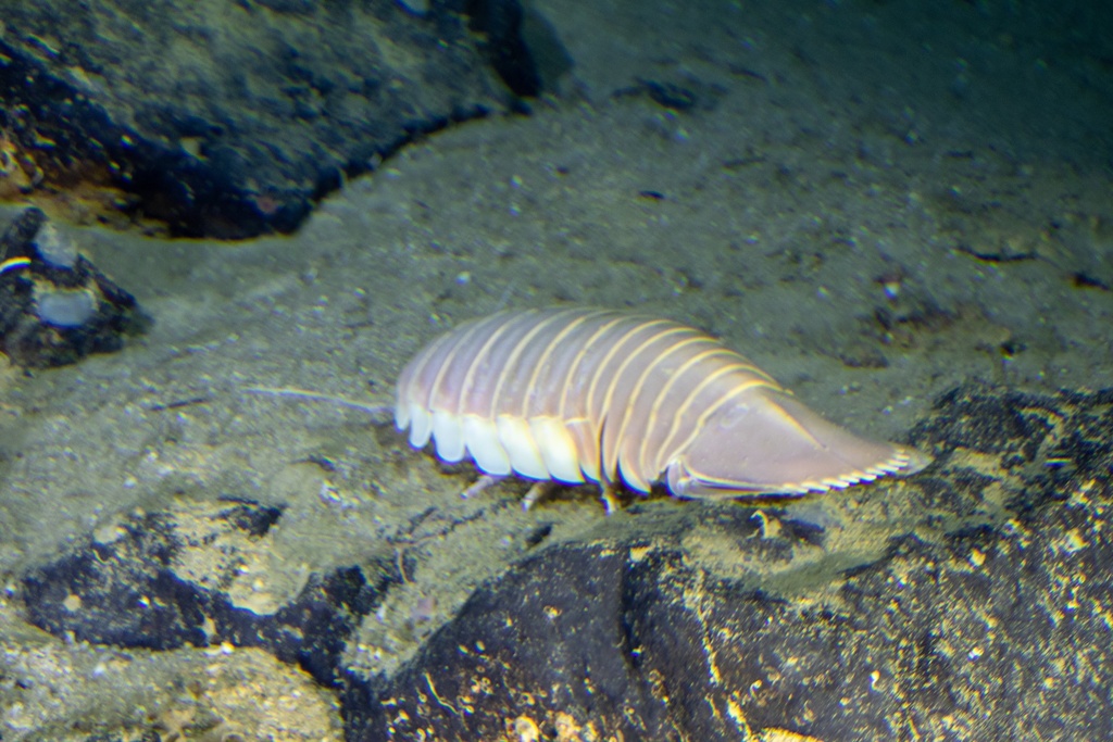 Giant Isopod from Caribbean Sea, Roatan, Bay Islands, HN on July 14 ...