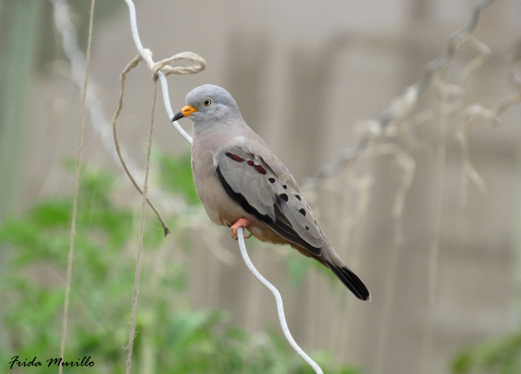 Croaking Ground Dove from Km 19, Villa, Panamericana Sur, Villa El ...