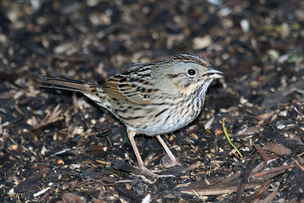 Lincoln's Sparrow (Birds of San Mateo County) · iNaturalist