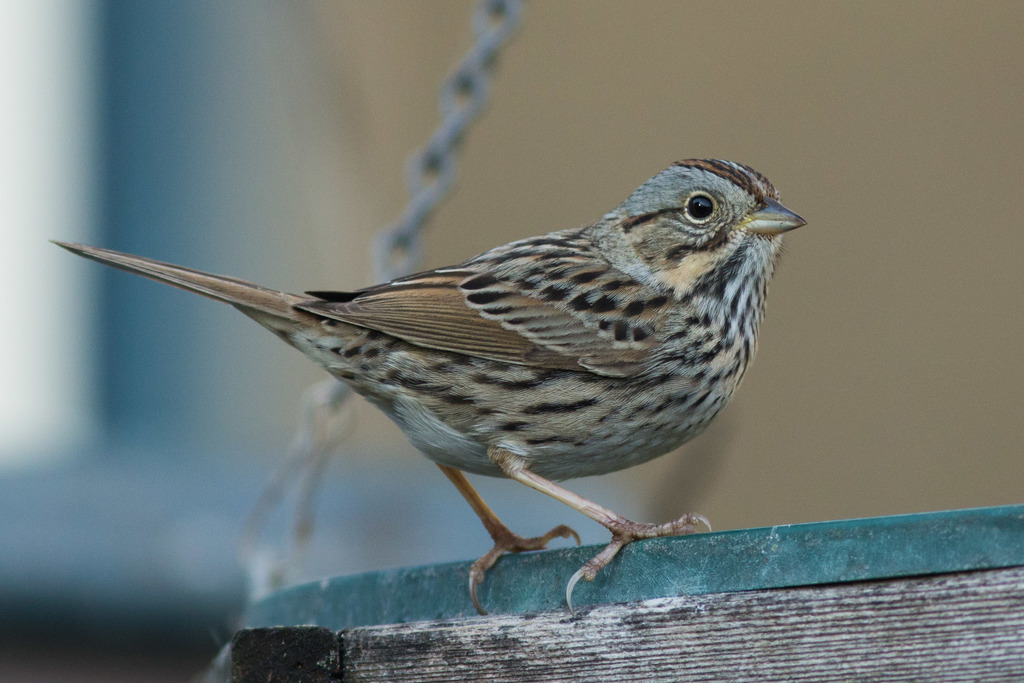 Lincoln's Sparrow (Birds of San Mateo County) · iNaturalist