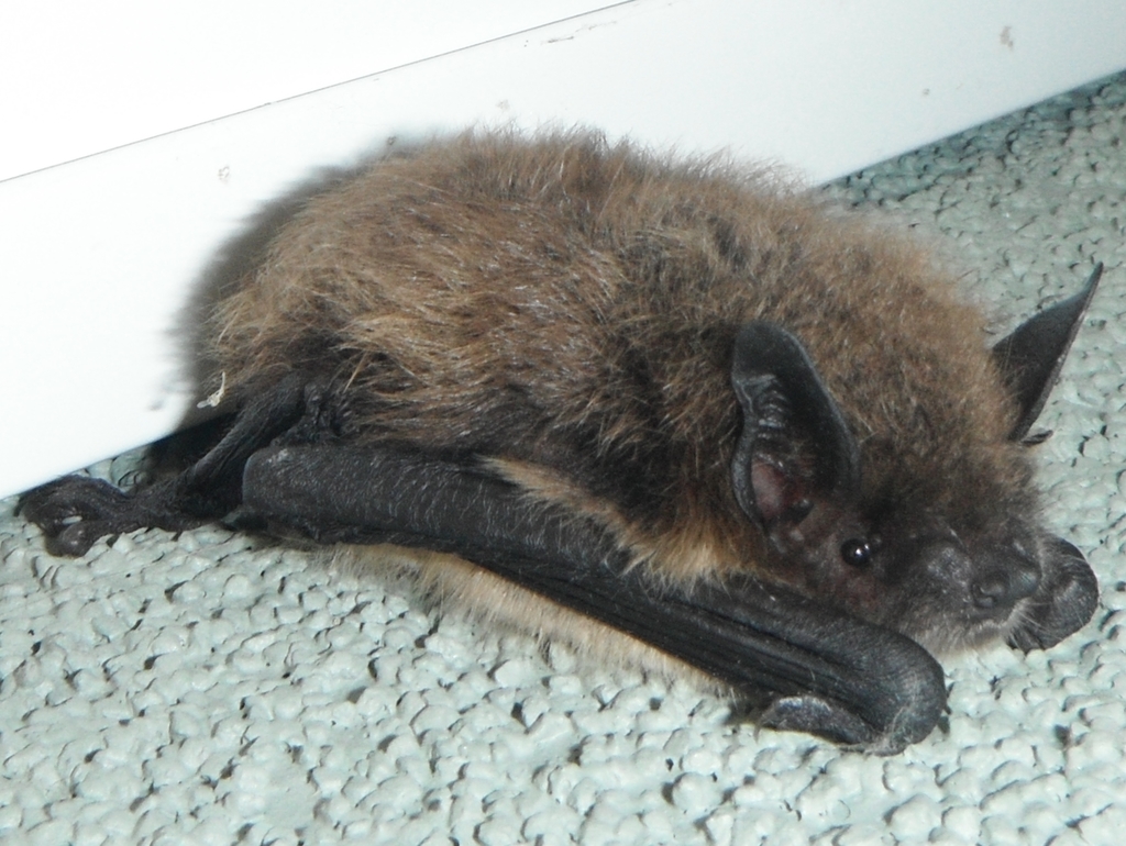 Little Brown Bat in August 2011 by Brian Catto. I woke up to find this ...