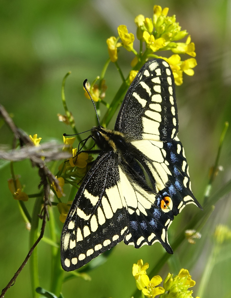 Anise Swallowtail from Alamo, CA, USA on April 2, 2020 at 11:51 AM by ...