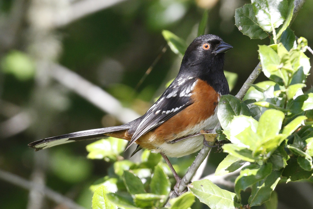 Spotted Towhee (Birds of San Mateo County) · iNaturalist