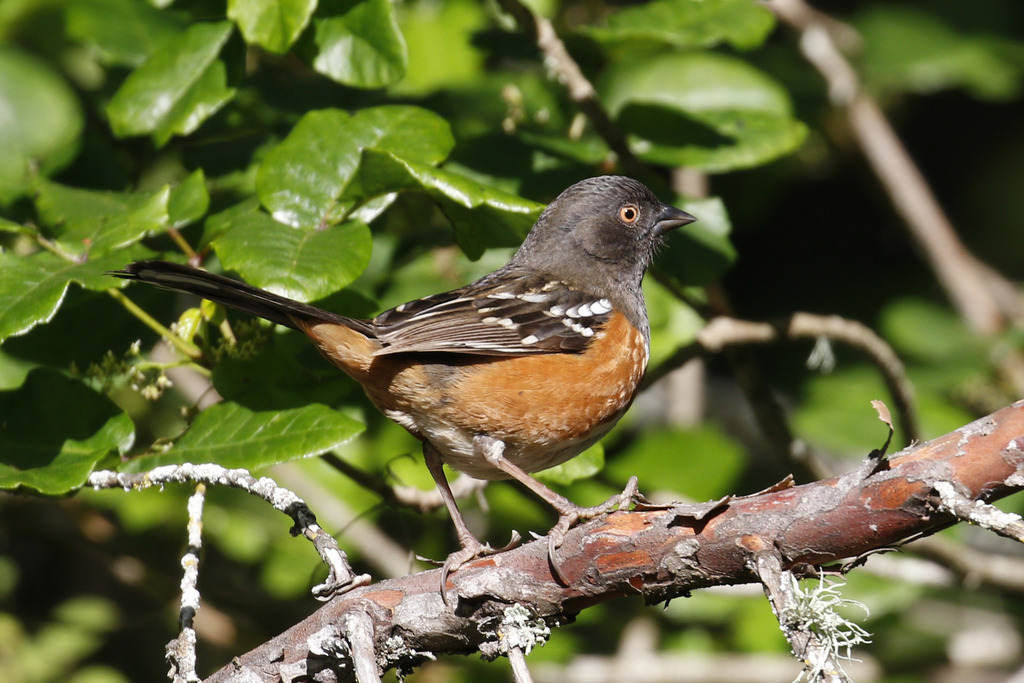 Spotted Towhee (Birds of San Mateo County) · iNaturalist