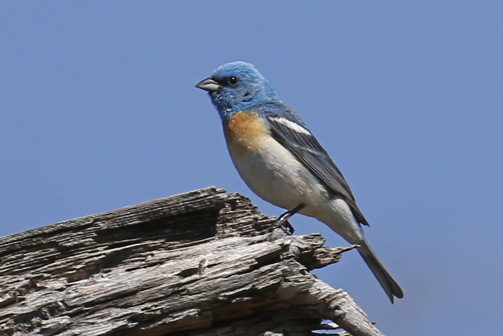 Lazuli Bunting (Birds of San Mateo County) · iNaturalist