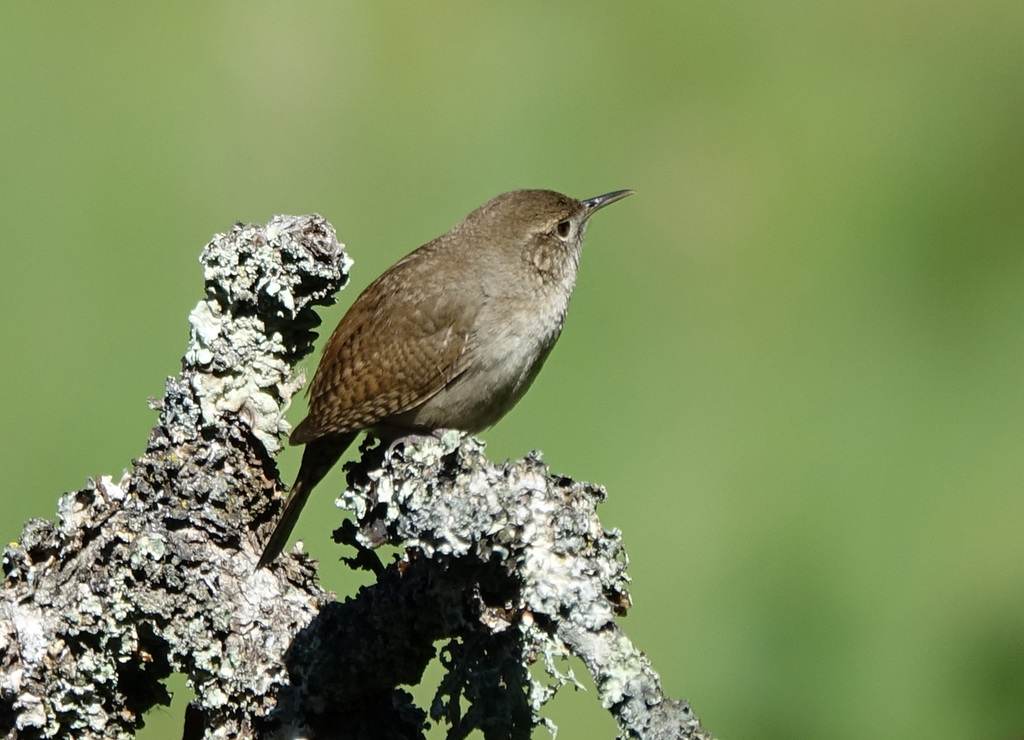 Northern House Wren from Alamo, CA, USA on April 2, 2020 at 01:00 PM by ...