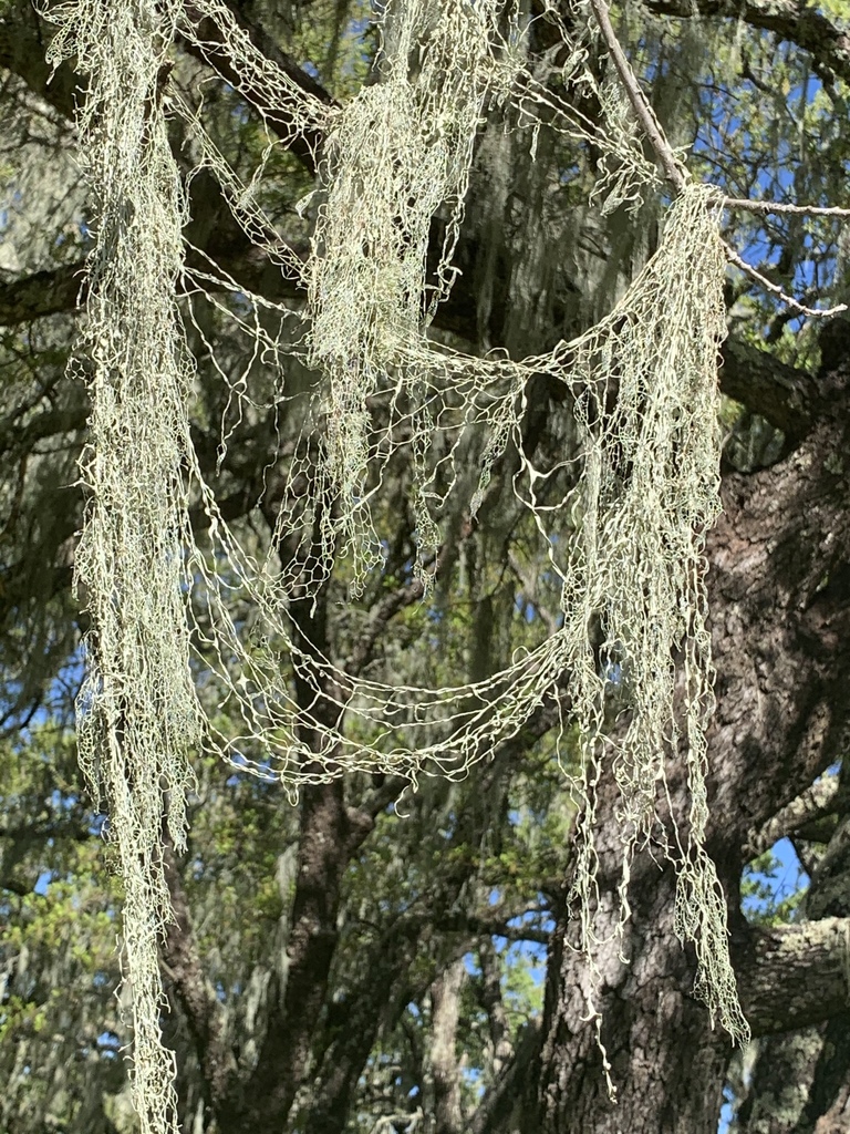 lace lichen from Moore Creek Park, Saint Helena, CA, US on April 1 ...