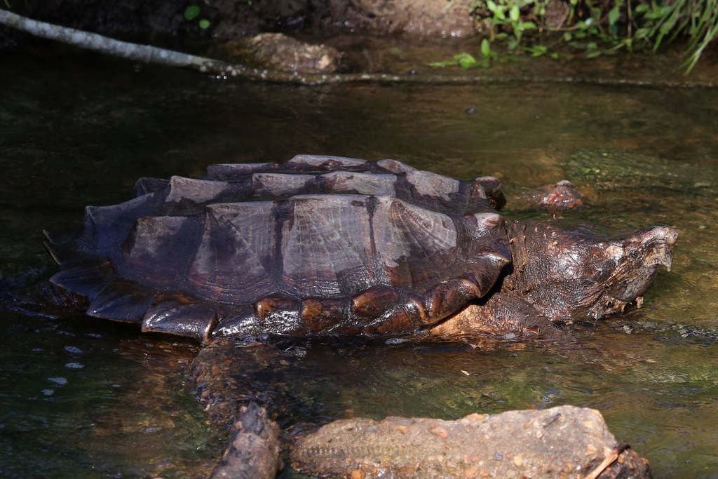 Alligator Snapping Turtle in March 2017 by Greg Page. Very large. In a ...