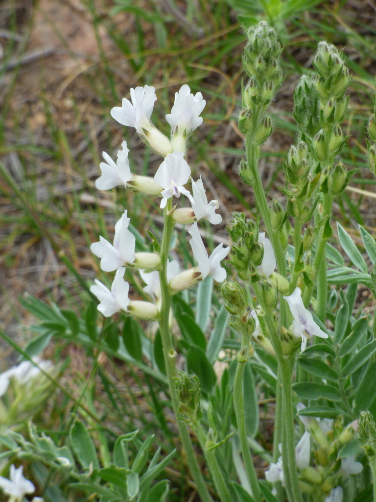 White Point-vetch from Larimer County, CO, USA on June 18, 2019 at 11: ...