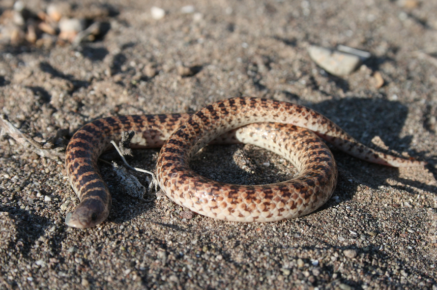 Ground Snakes from Loreto, B.C.S., México on April 11, 2010 at 07:52 AM ...