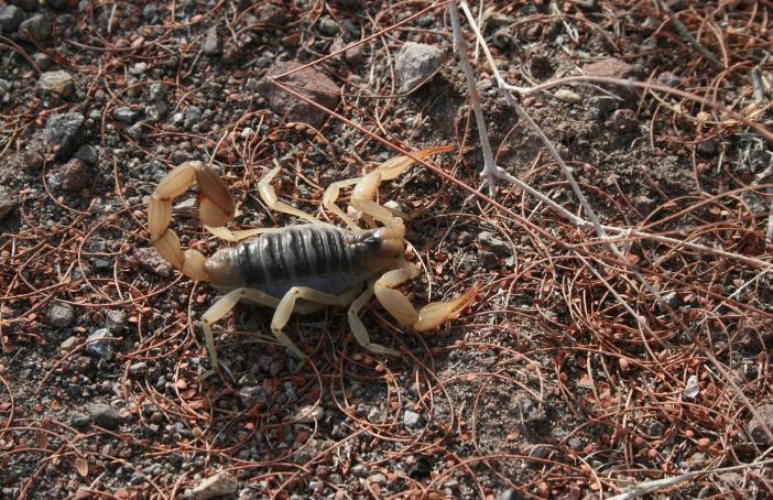 Hadrurus hirsutus from Loreto, B.C.S., México on April 13, 2010 at 07: ...