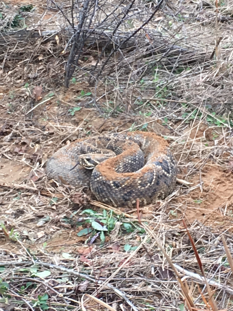 Eastern Diamondback Rattlesnake from Marion County, US-GA, US on March ...