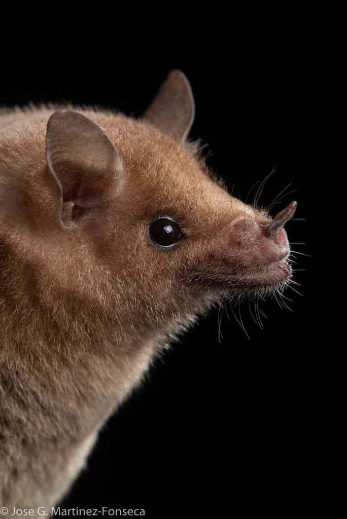 Lesser Long-nosed Bat from United States on May 27, 2019 at 10:56 PM by ...