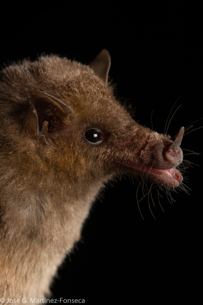 Long-tongued Bat in May 2019 by Jose G. Martinez-Fonseca ...