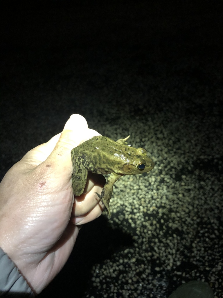 Pig Frog in April 2020 by Andrew Austin · iNaturalist