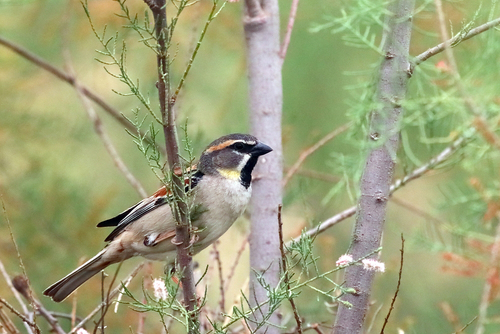 Subspecies Passer moabiticus moabiticus · iNaturalist