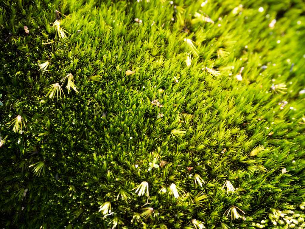 Campylopus clavatus from Blue Mountains, NSW, Australia on April 05 ...