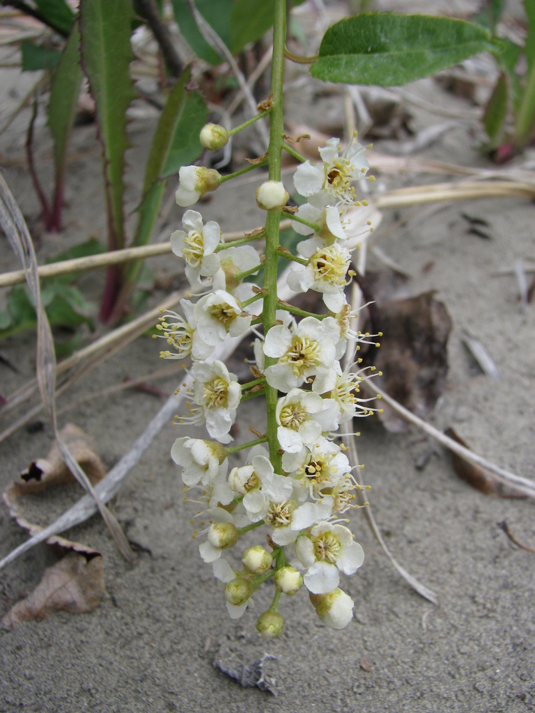 chokecherry from Division No. 15, AB, Canada on May 29, 2010 at 02:31 ...