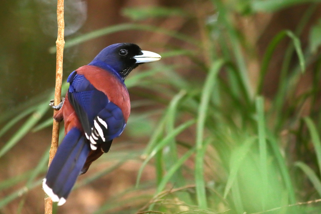 Lidth's Jay in February 2018 by Carlos N. G. Bocos · iNaturalist
