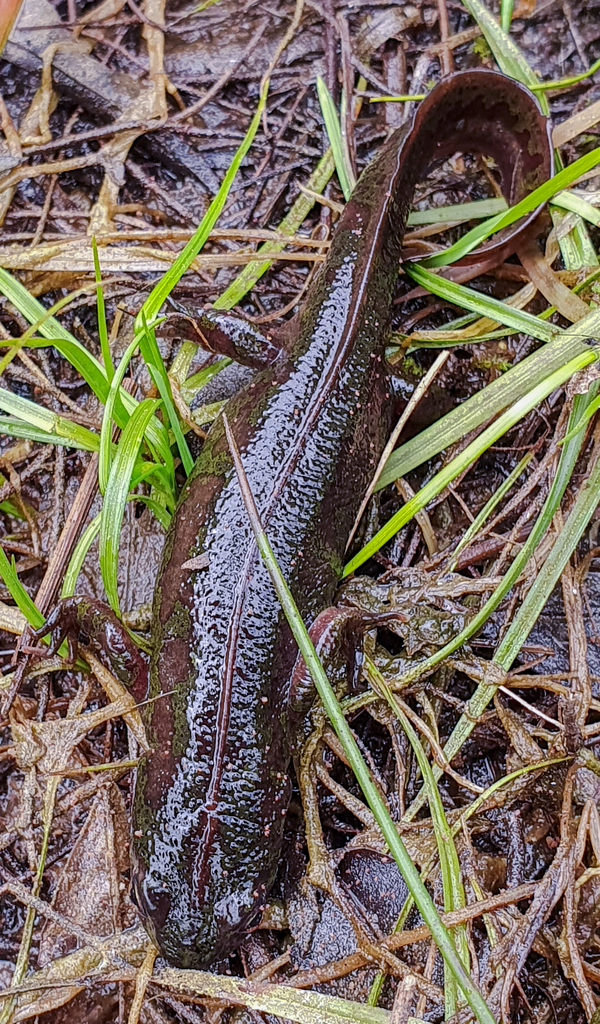 Pygmy Marbled Newt in February 2020 by André Fabião · iNaturalist