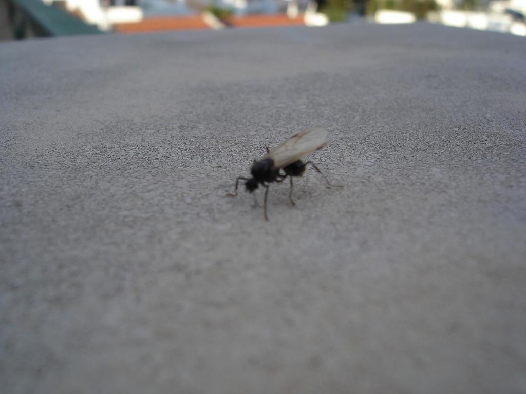 Smooth Harvester Ants from Gambelas, Faro, Portugal on October 04, 2007 ...