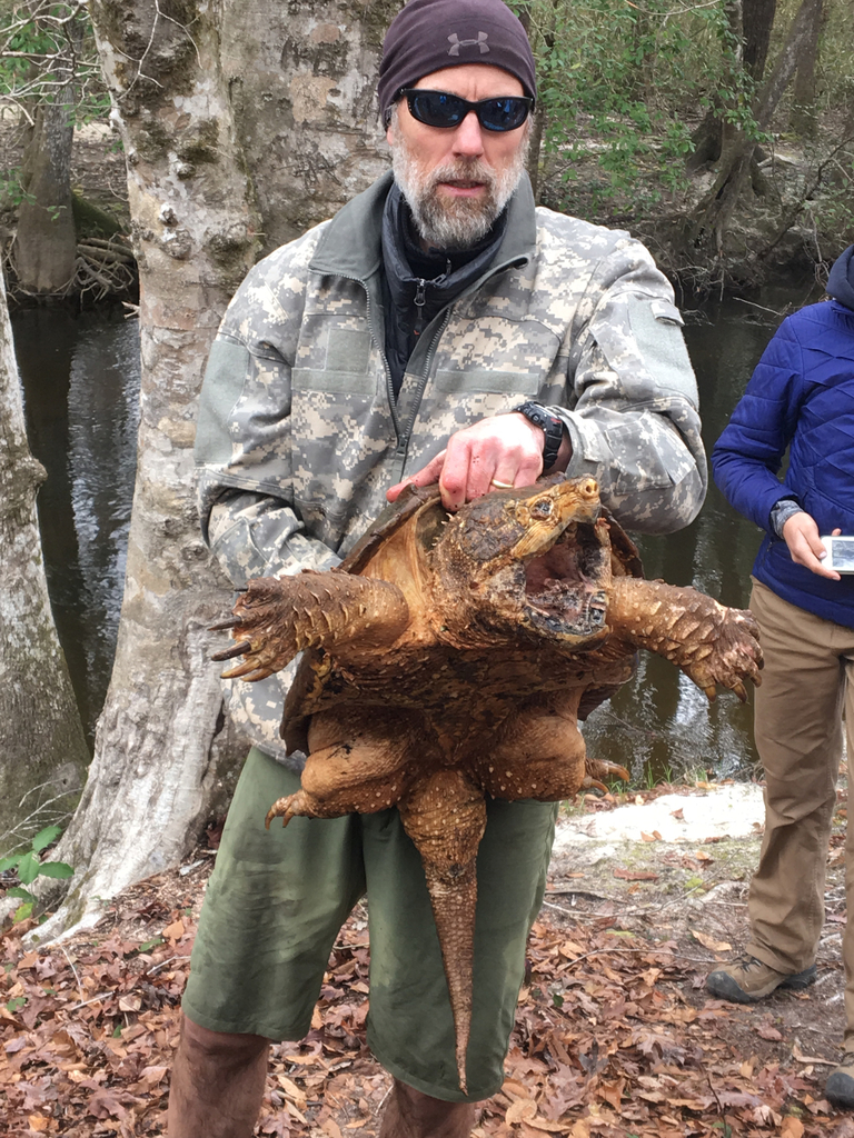 Alligator Snapping Turtle in March 2017 by holmesal · iNaturalist