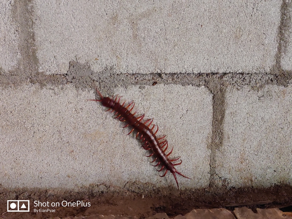 Giant Centipedes from Yebyu, Myanmar (Burma) on April 06, 2020 at 08:48 ...