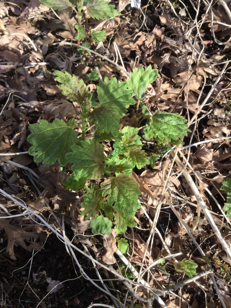 great stinging nettle from Camosun College - Interurban Campus, Saanich ...