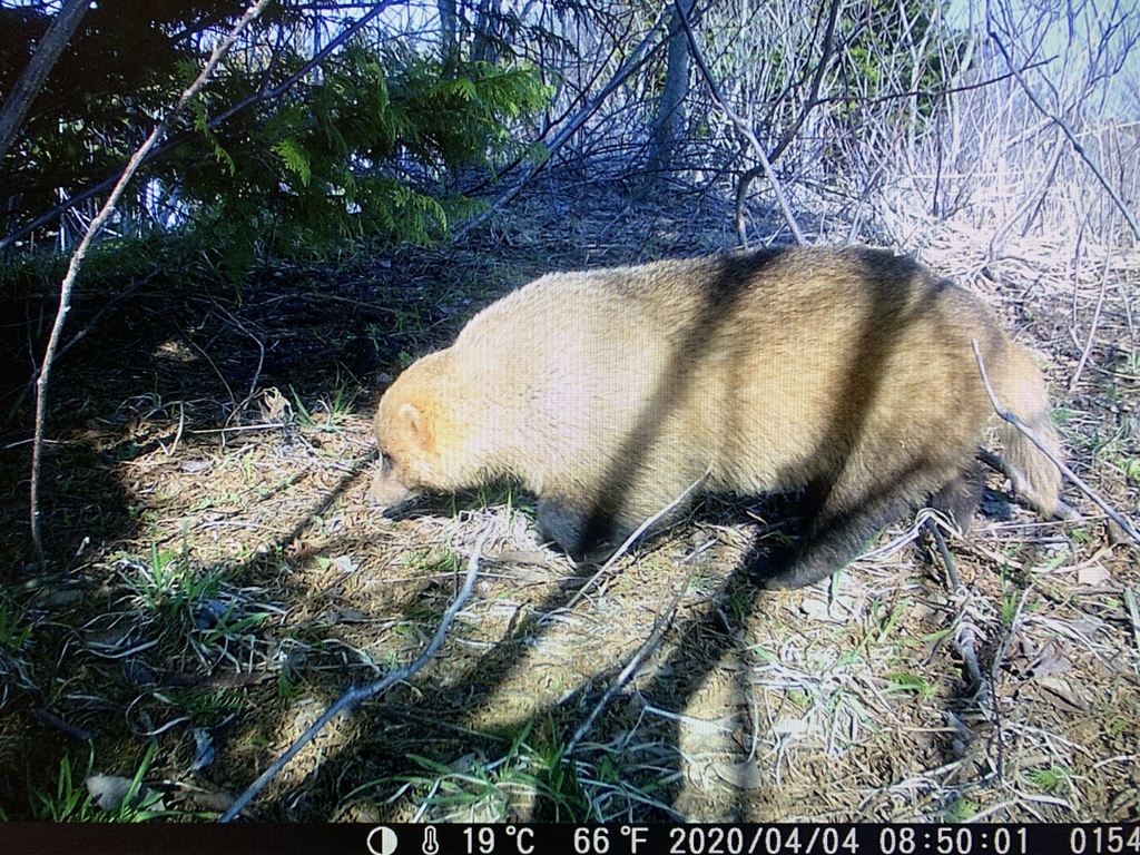 Eurasian Badgers (Meles) - Know Your Mammals