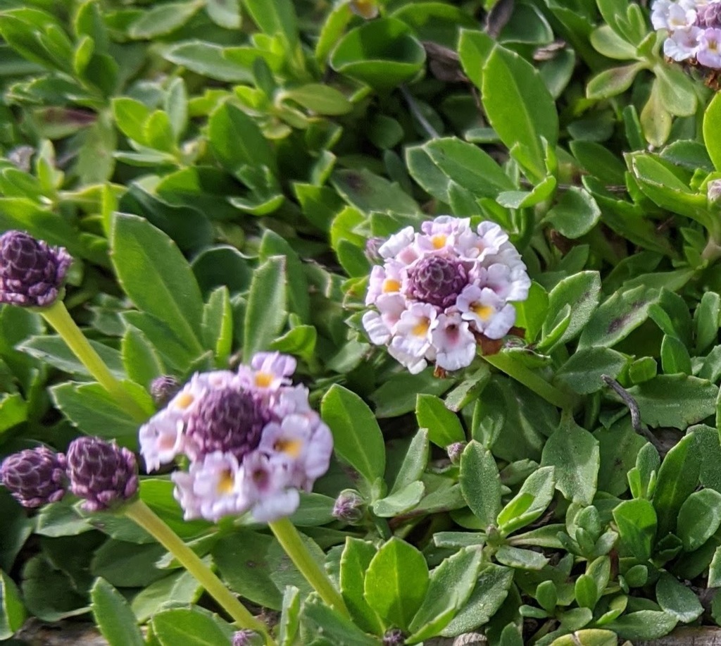 turkey tangle frogfruit from Wilshire Montana, Santa Monica, CA, USA on ...