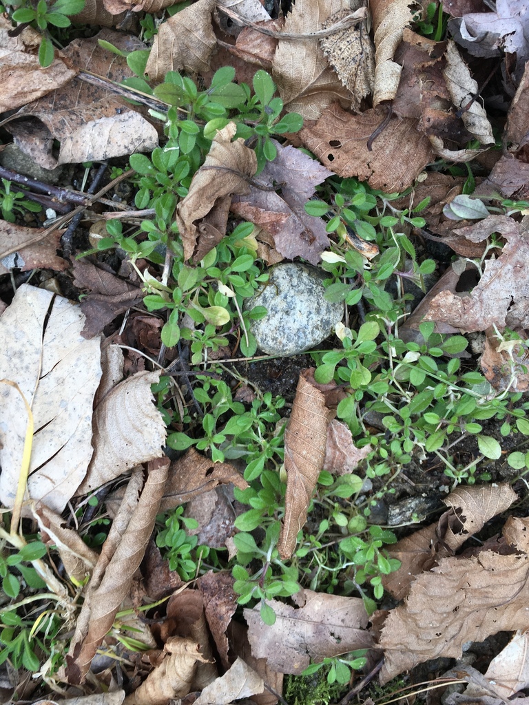 Mouse-ear Chickweeds from Route 123 N, Stoddard, NH, US on 05 April ...