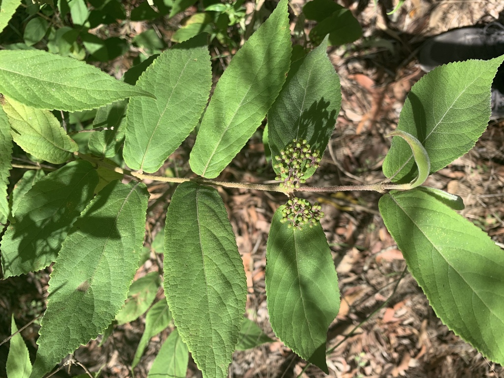 Callicarpa rubella from Double Jump Road, Mount Cotton, QLD, AU on ...
