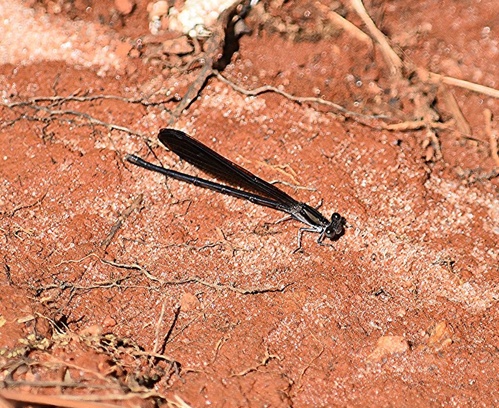 Variable Dancer from 150 Sylvan Rd, North Augusta, SC 29860, USA on May ...