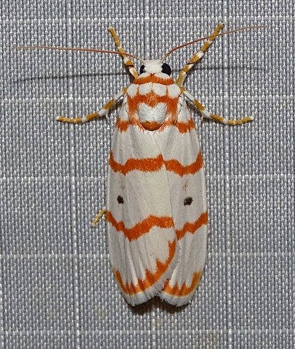 Cyana inconclusa · iNaturalist