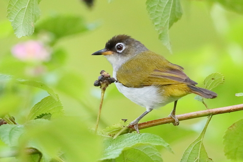 Cream-throated White-eye (Bacan) (Subspecies Zosterops atriceps ...