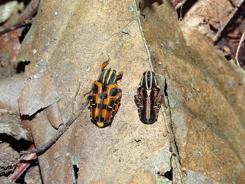 Euselates bifasciata · iNaturalist