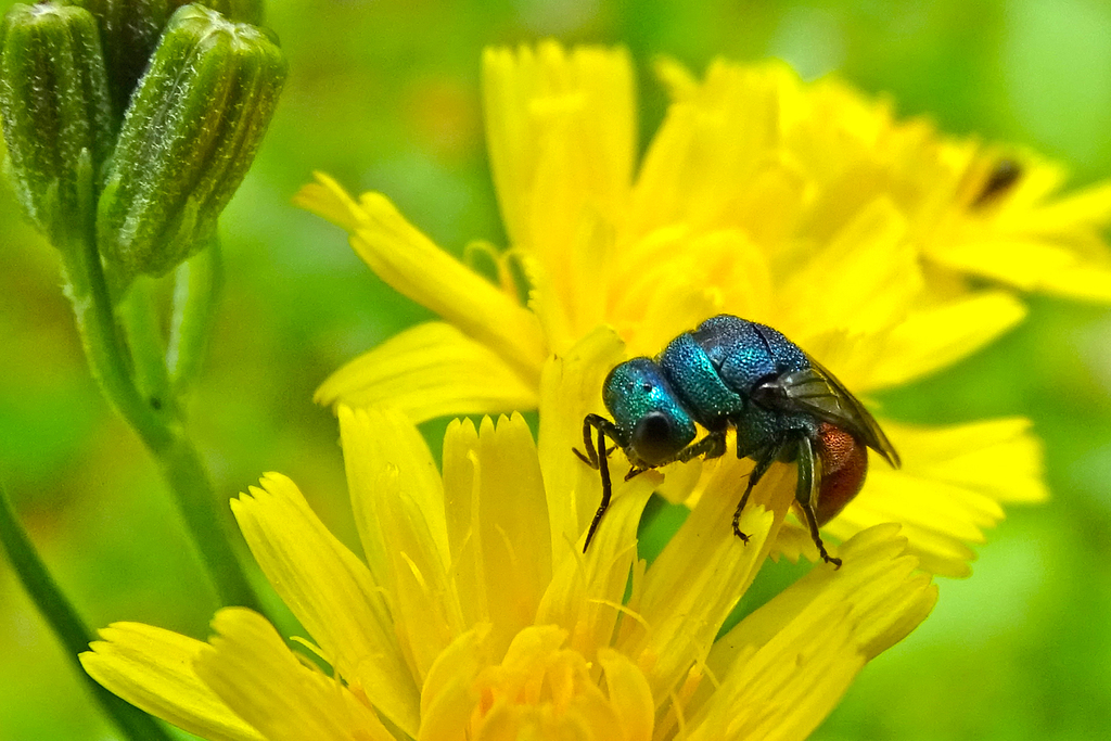Holopyga from 4760 Lousado, Portugal on June 1, 2019 by Filipe ...