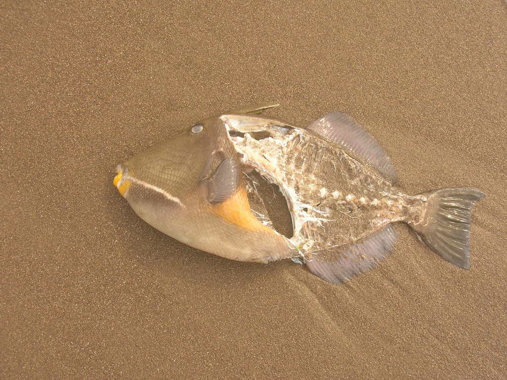Orangeside Triggerfish from Lázaro Cárdenas, Mich., México on June 06 ...