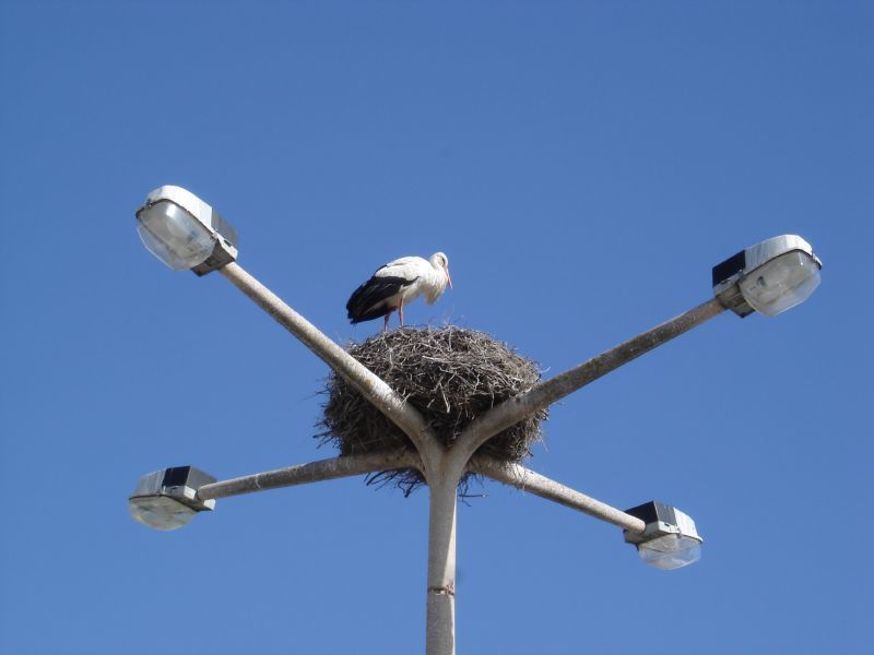 White Stork from Faro, Portugal on February 11, 2006 by rvidal. Stork's ...