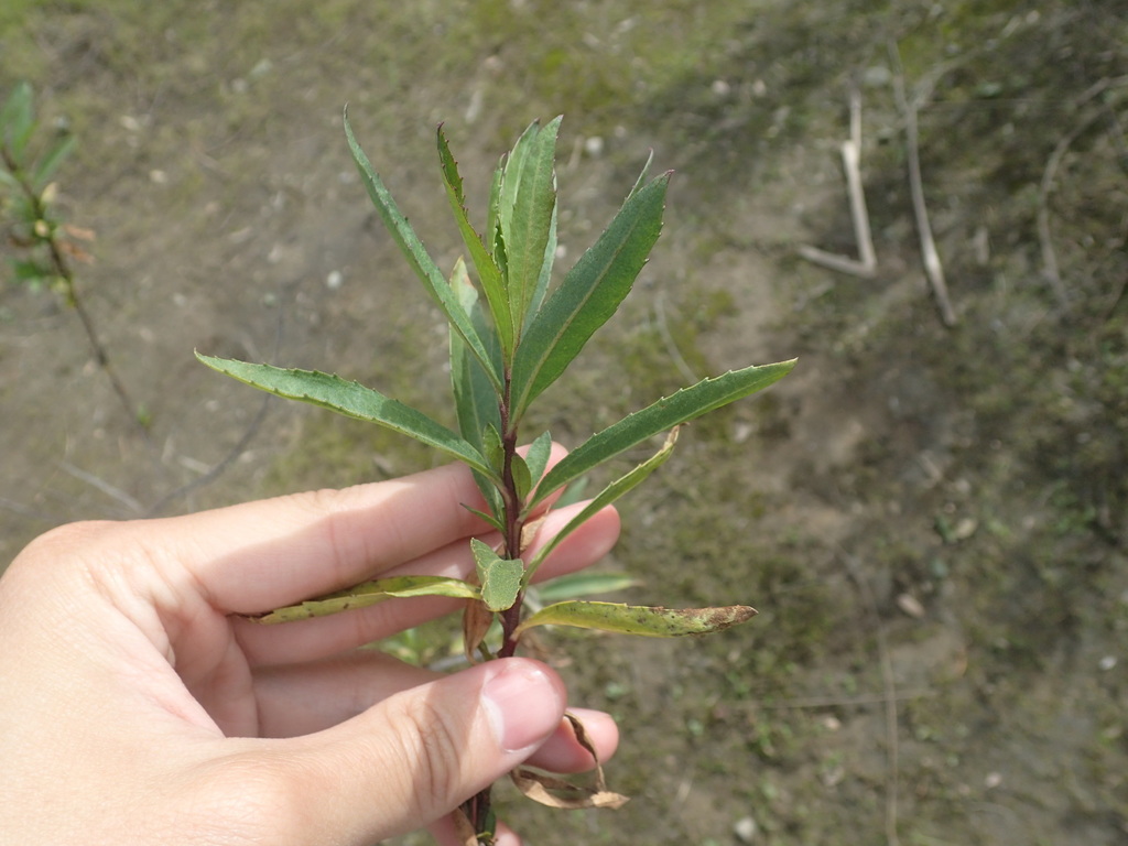mule fat from Ventura, California, United States on March 04, 2017 at ...