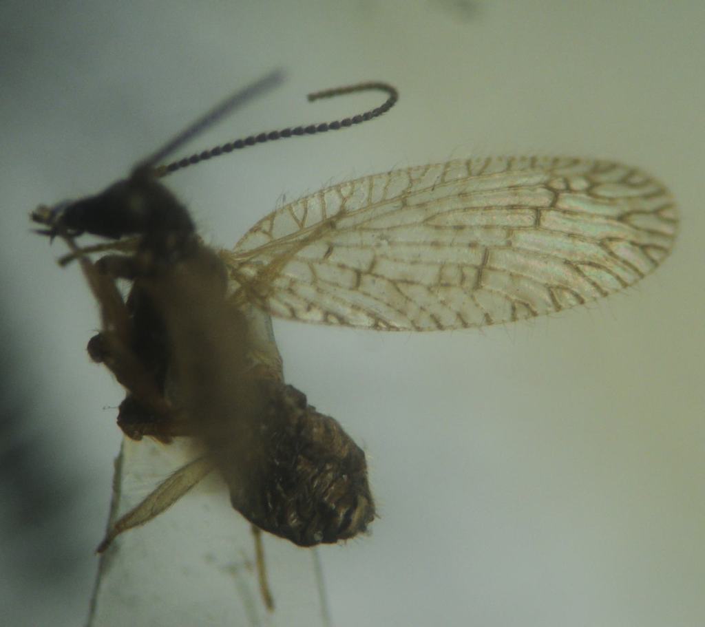 Psectra diptera from Елецкий р-н, Липецкая обл., Россия on August 22 ...