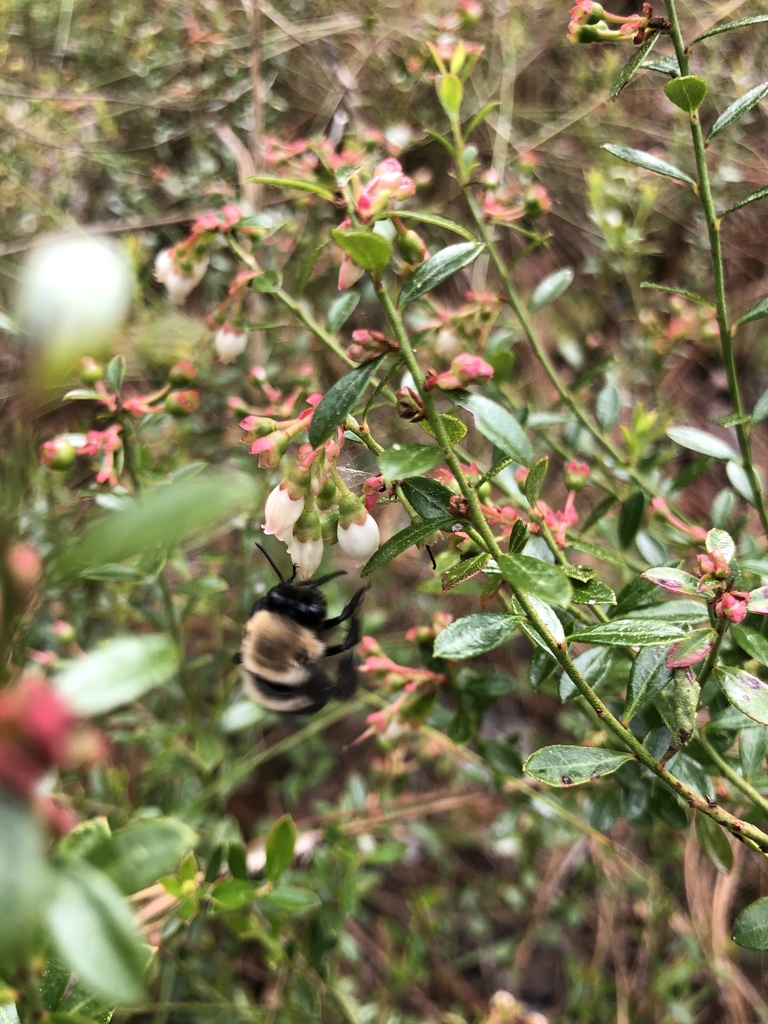 Blueberry Digger Bee from Dunnellon, FL, US on February 24, 2020 at 01: ...