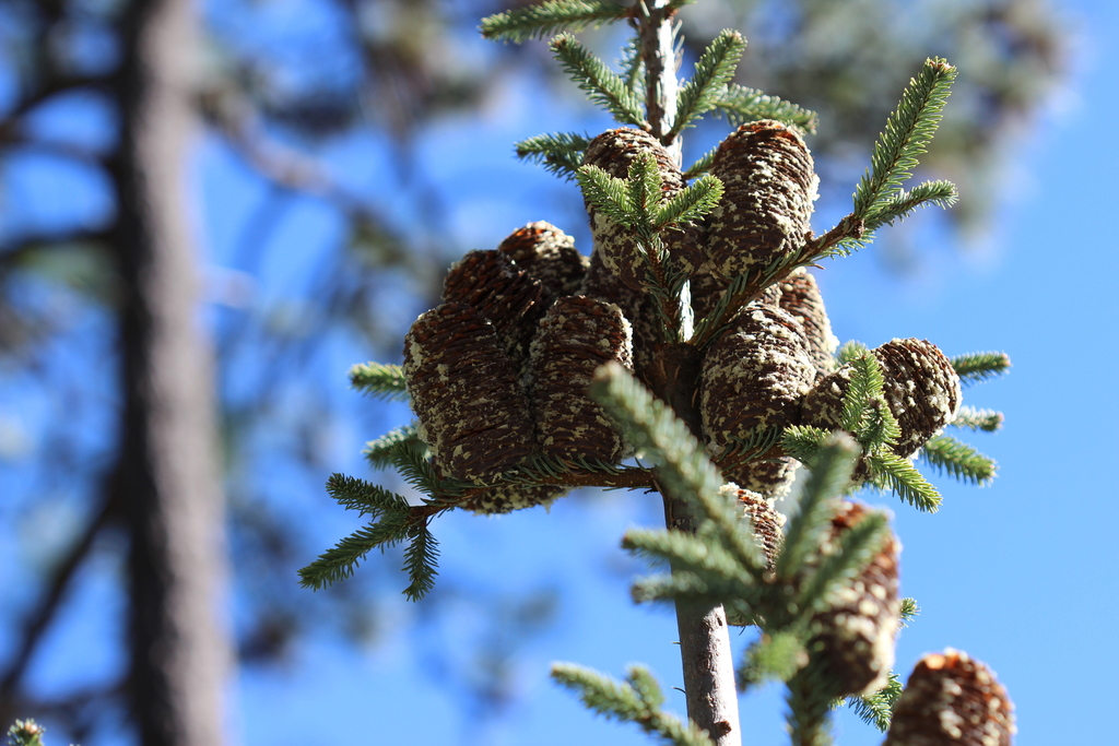 Vejar's fir from Cerro Potosí, Nuevo Leon, Mexico on November 22, 2018 ...