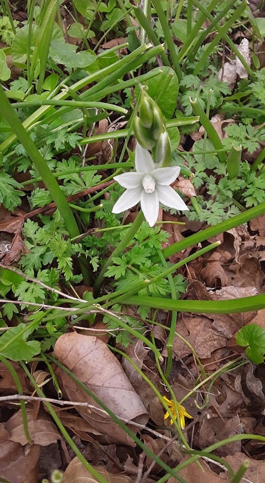 Drooping Star-of-Bethlehem from Herring Run Park, Baltimore, MD, USA on ...