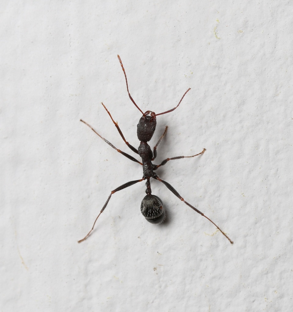 Sporades Collared Ant from Koskinou 851 00, Greece on March 27, 2020 at ...