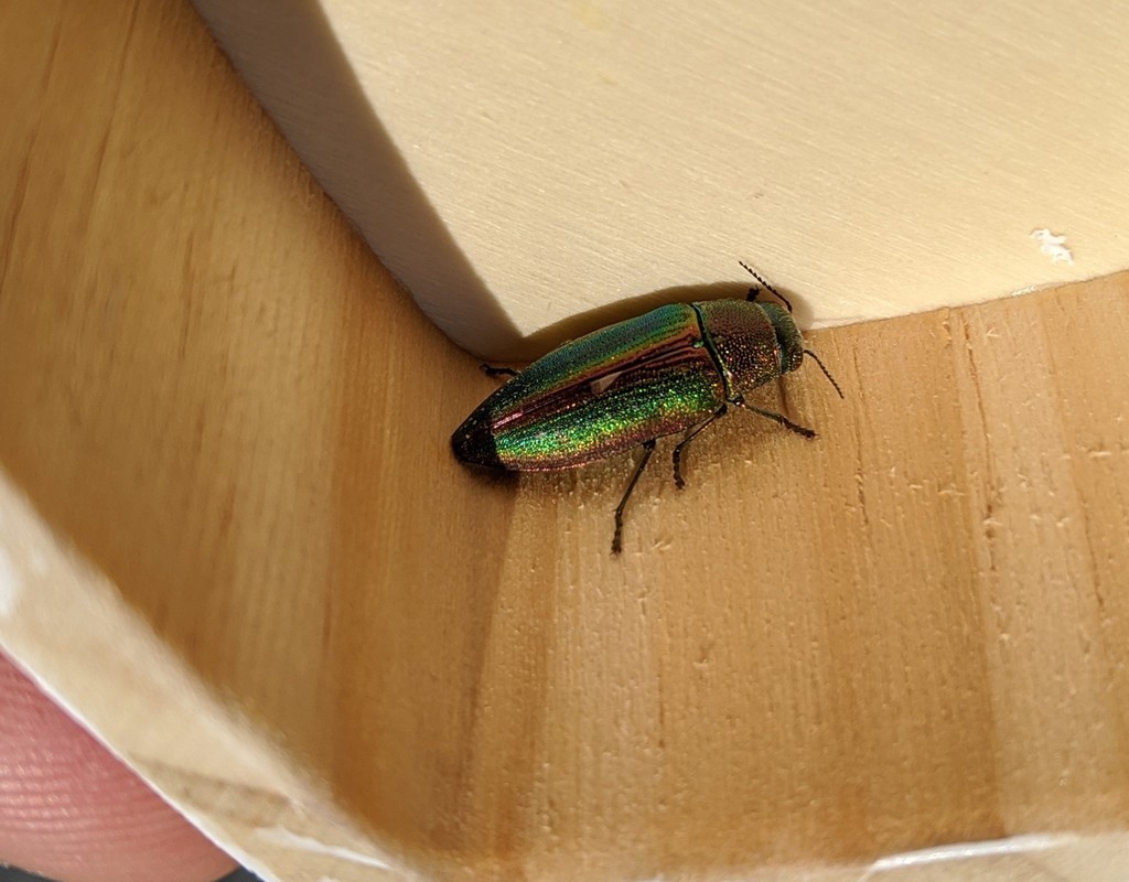 Buprestis decora from Freeport, FL 32439, USA on April 6, 2020 at 04:10 ...