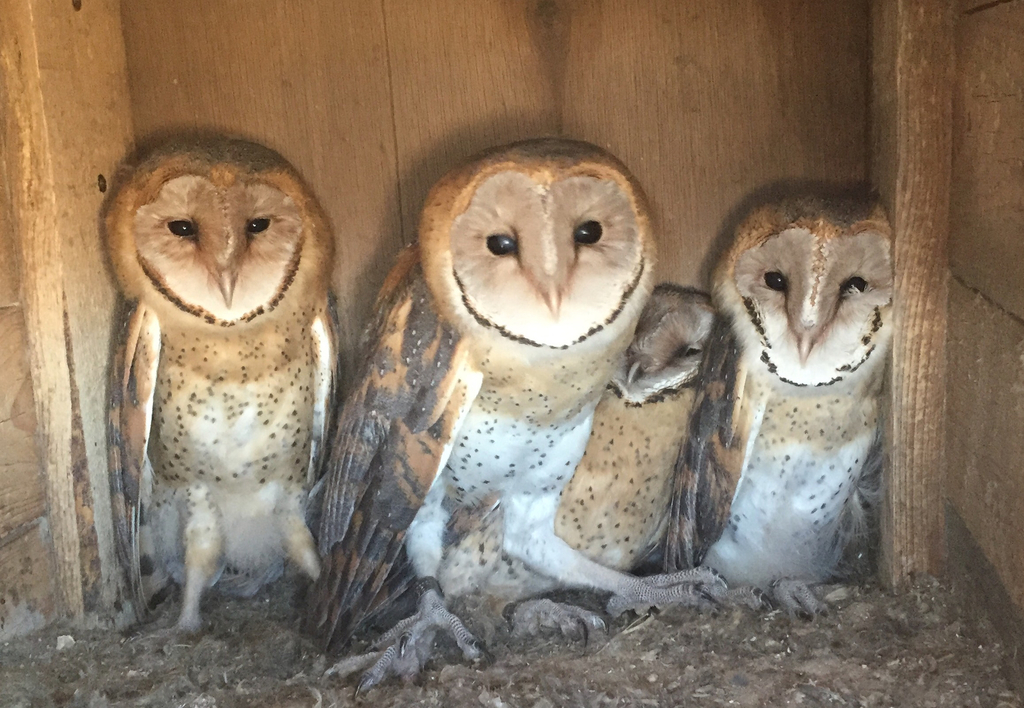 African Barn Owl from Diamandveld, , NC, ZA on August 27, 2016 at 08:43 ...