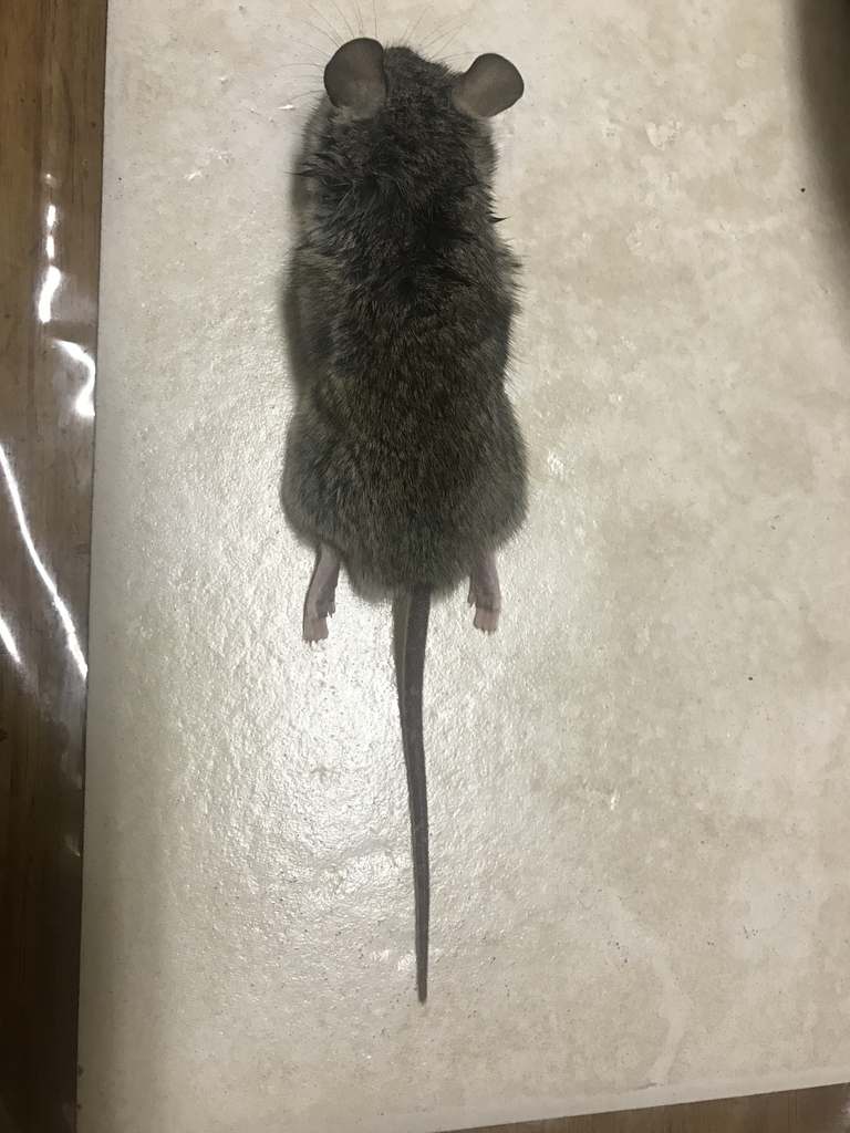 Southern Multimammate Mouse from Pixley ka Seme District Municipality ...