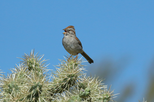 Subspecies Peucaea carpalis carpalis · iNaturalist